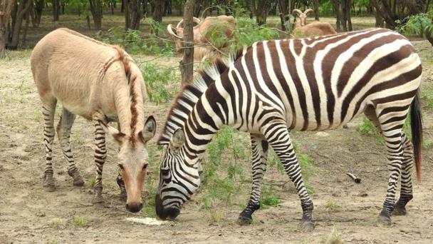“Khumba”, el único cebrasno mexicano, cumple dos años de vida