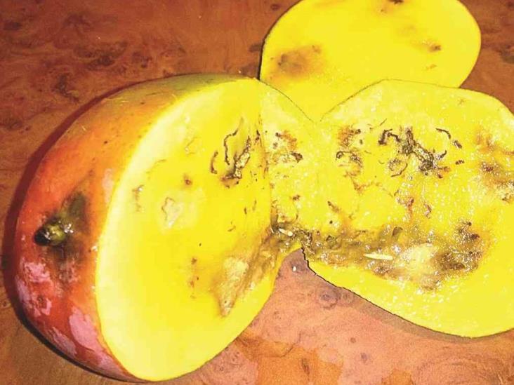 Detectan plaga en mangos; aparentan ser sanos