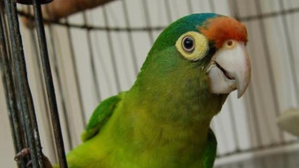 Vendía pericos mexicanos, le dan 2 años de prisión