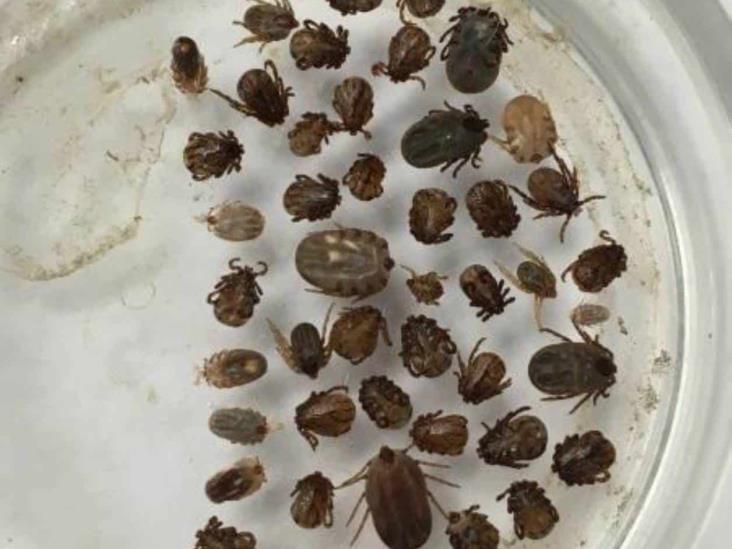 Interceptan 11 pieles de venado infestados con garrapatas