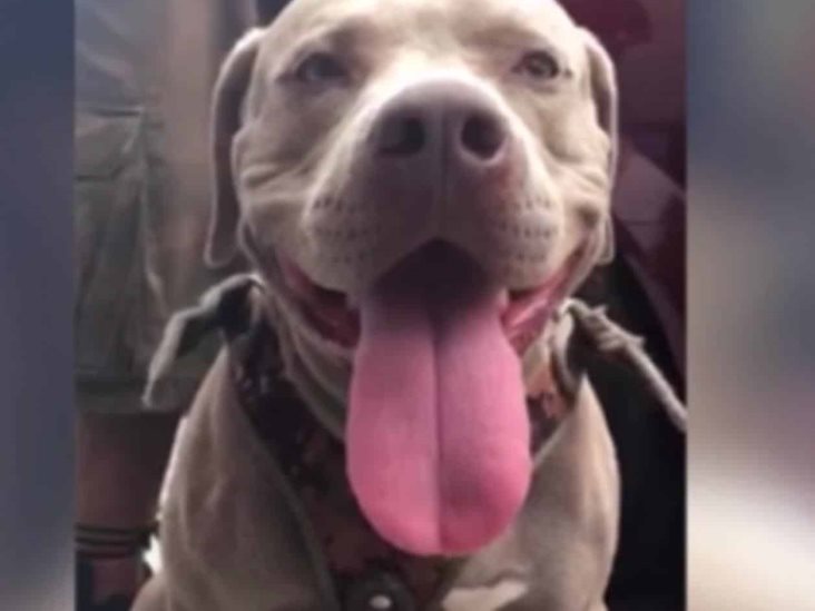 Bolillo, el perro que también busca el sueño americano