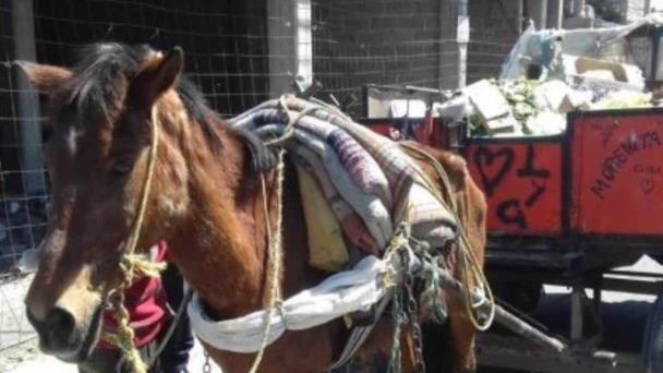 Rescatan a una yegua que era maltratada por su dueño Rescatan a una yegua que era maltratada por su dueño