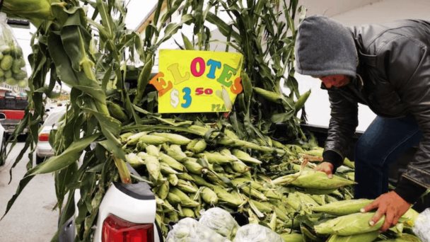 Venden productores la cosecha de elotes