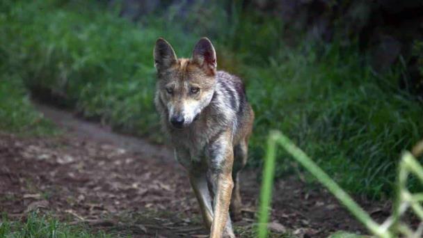 Cumplen lobos mexicanos 10 años de aullar en libertad