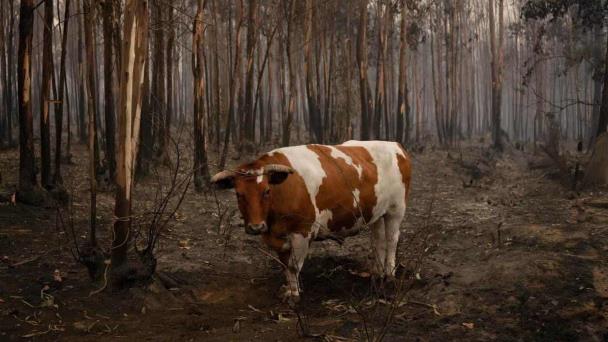 Perdurarán Varios Años Daños Por Incendios Forestales Chile