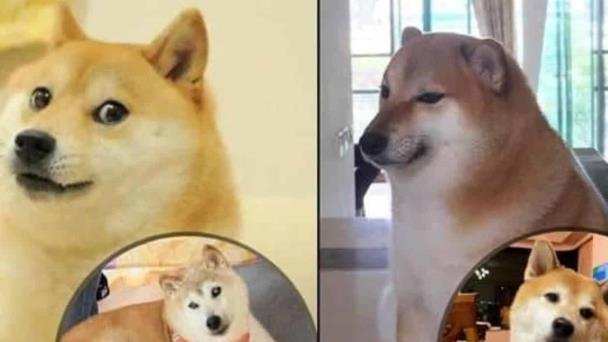 Detrás de memes de Doge y Cheems : Kabosu y Balltze: