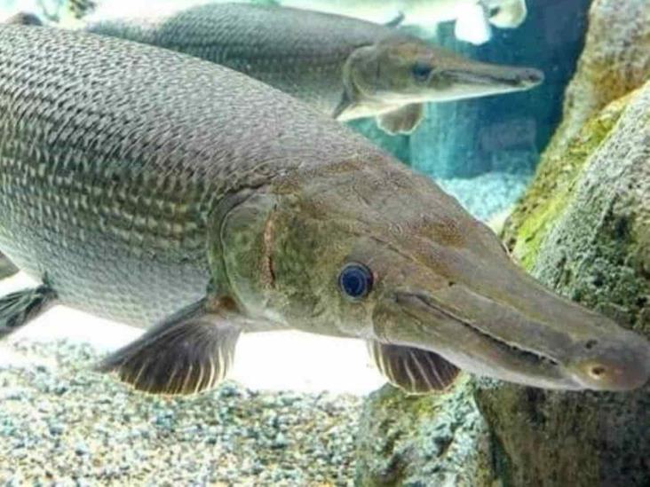 Historia de Reynosa: La fauna del bajo río Bravo