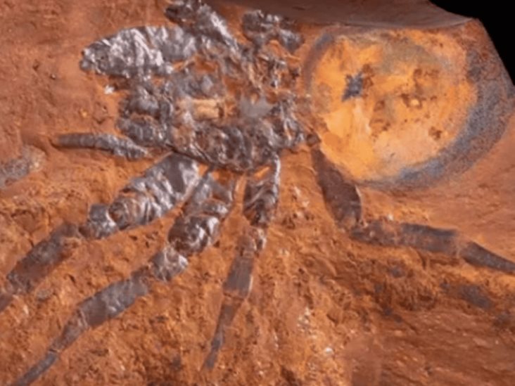 Así es la araña fósil gigante de Australia