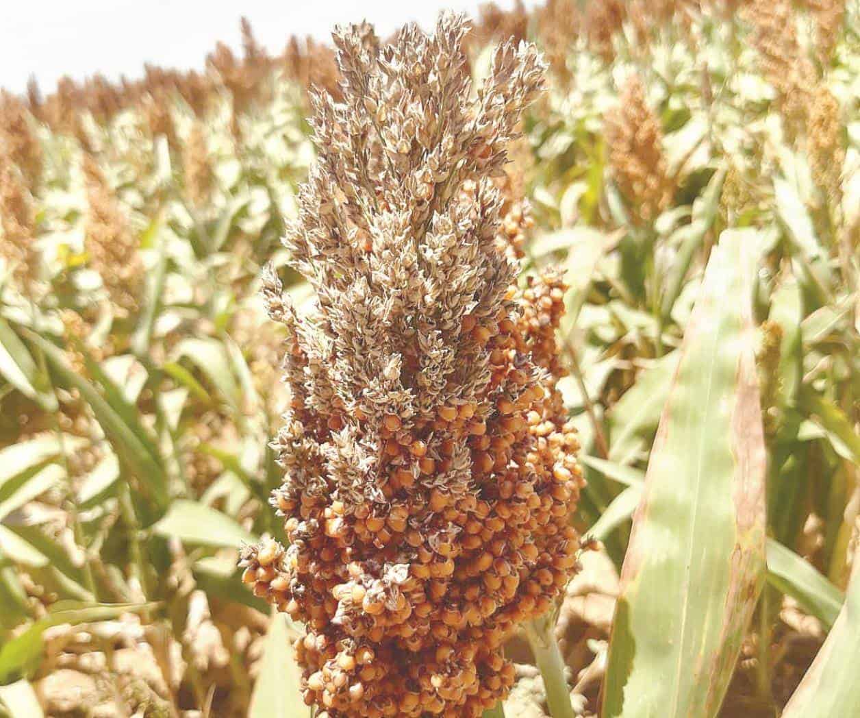 Inicia recolección de las cosechas - Focus Radio 1670 AM